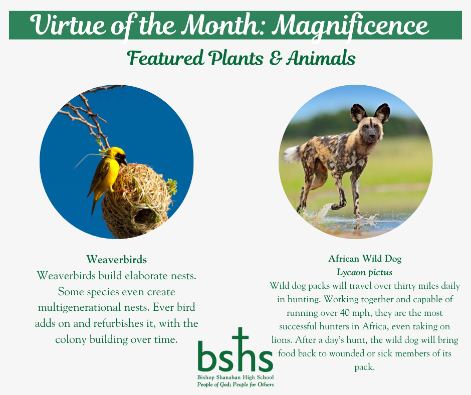 March Virtue of the Month: Magnificence & Animal Connection | News