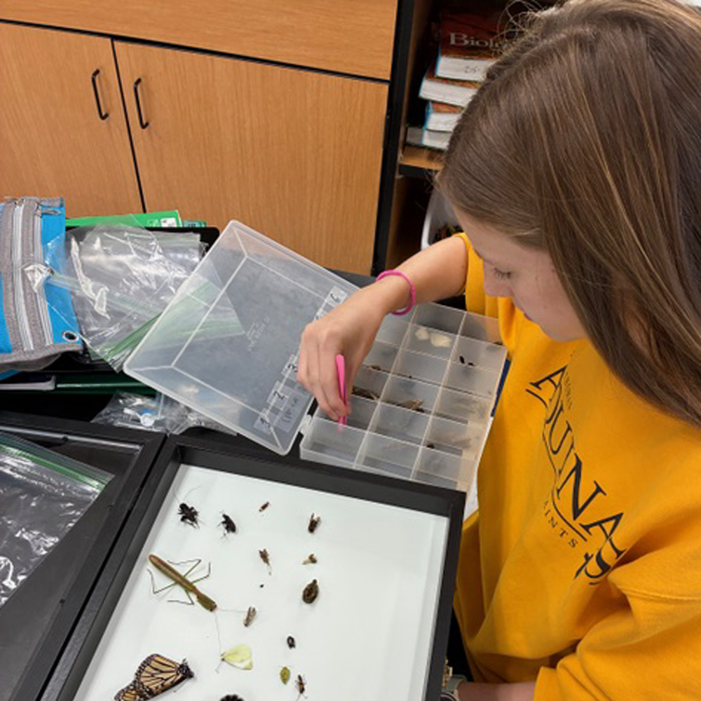 Insect Collection Time in Honors Biology | Newsletter Details