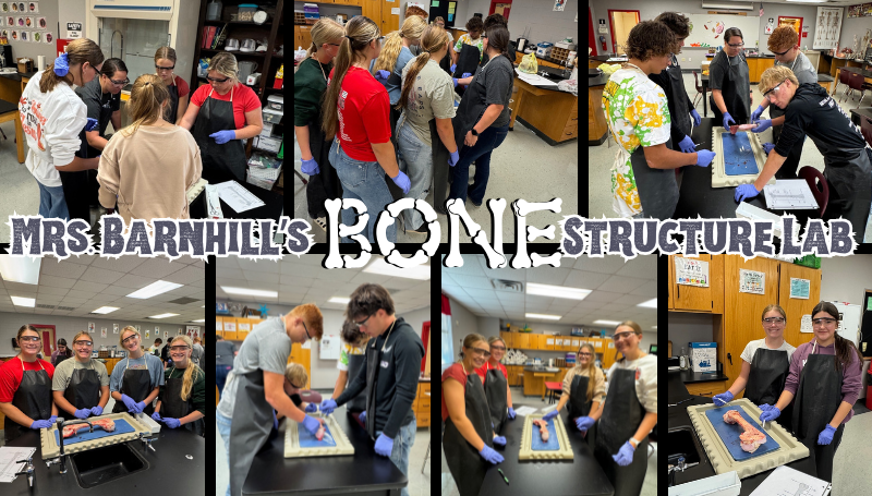 Mrs. Barnhill's Bone Structure Lab | Post Details