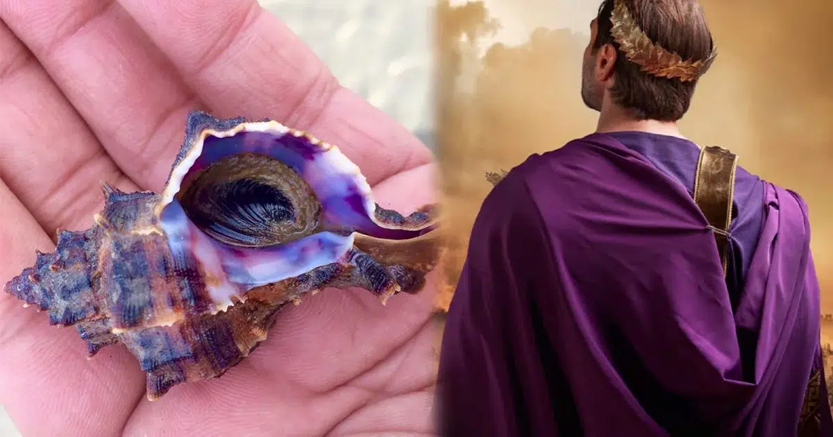 A Brief Chemical History of Purple Dyes | News Details